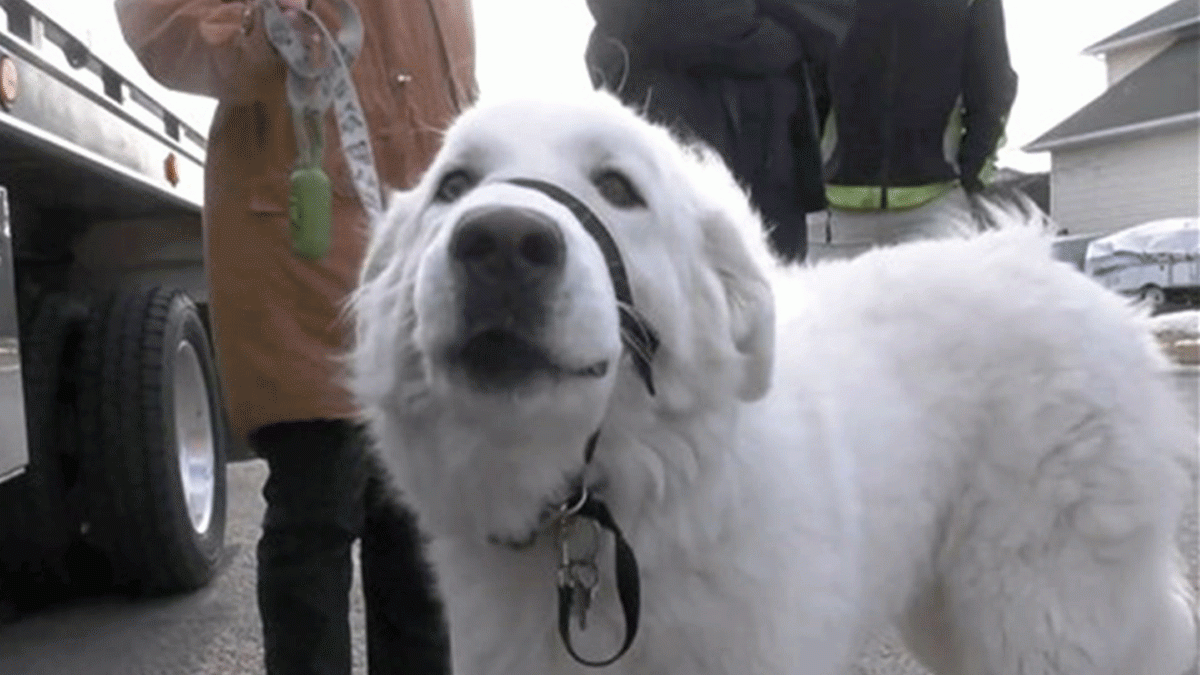 Video Captures Moment Hero Dog Stopped Traffic During Owner’s Seizure ...