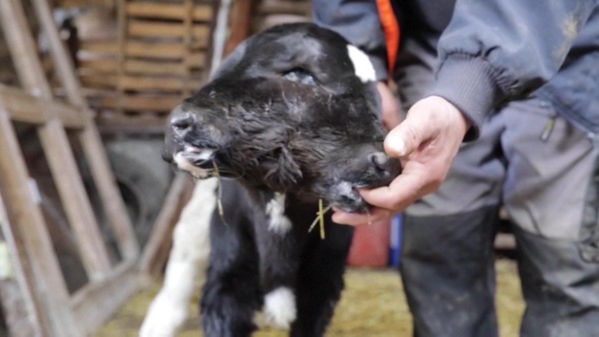 Two-Headed Calf Born in Macedonia – NBC Boston