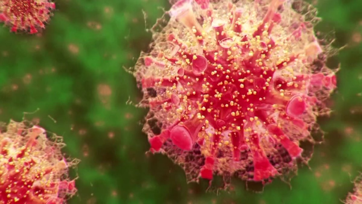 New COVID Variant in Mass. Becomes Predominant Strain – NBC Boston