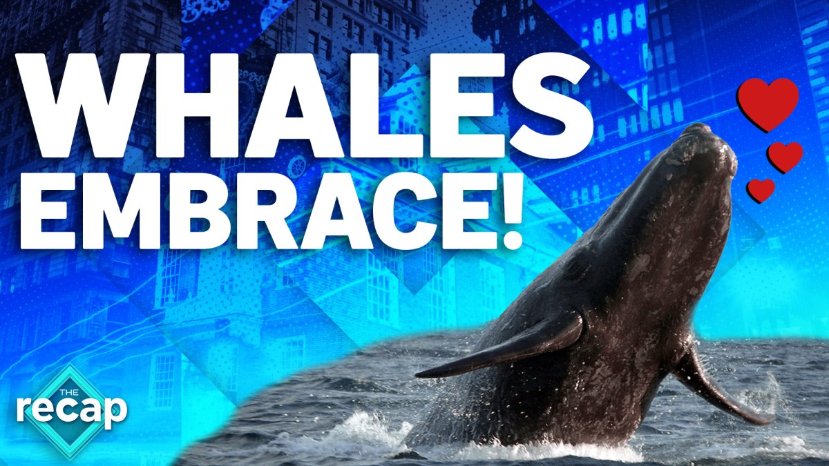 WATCH: Whales Seen Hugging Off Cape Cod – NBC Boston