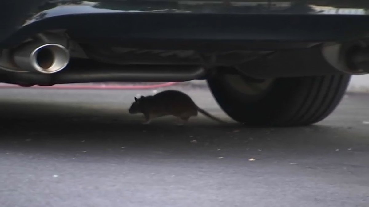 Health Agents Warn of Increase of Rats in North Attleboro – NBC Boston