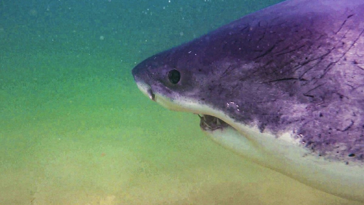 Cape Cod Sharks: Multiple Great Whites Spotted This Week Off the ...