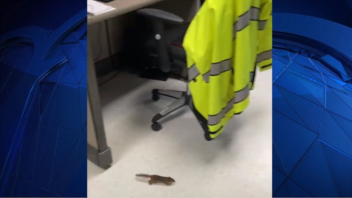 Pelham Police Joke Chipmunk Burglarized Their Station – NBC Boston