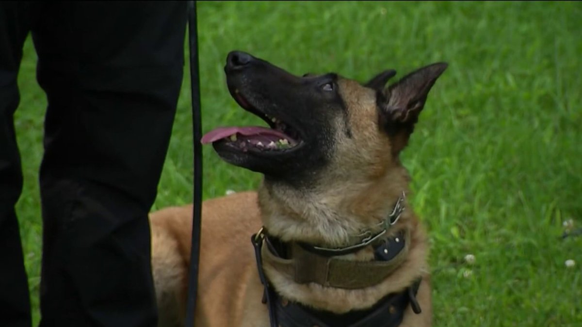 New Police Dog in Hudson – NBC Boston