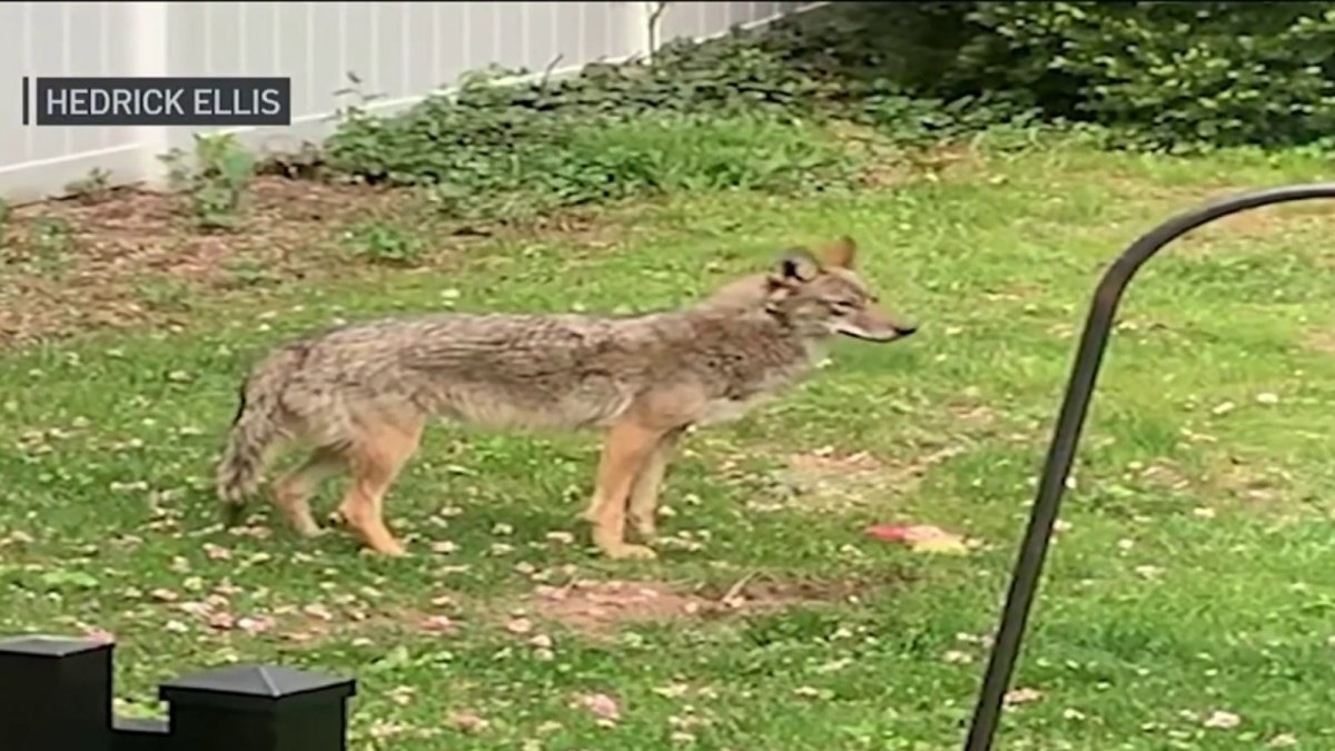 Coyote Bites 5-Year-Old Boy in Arlington – NBC Boston