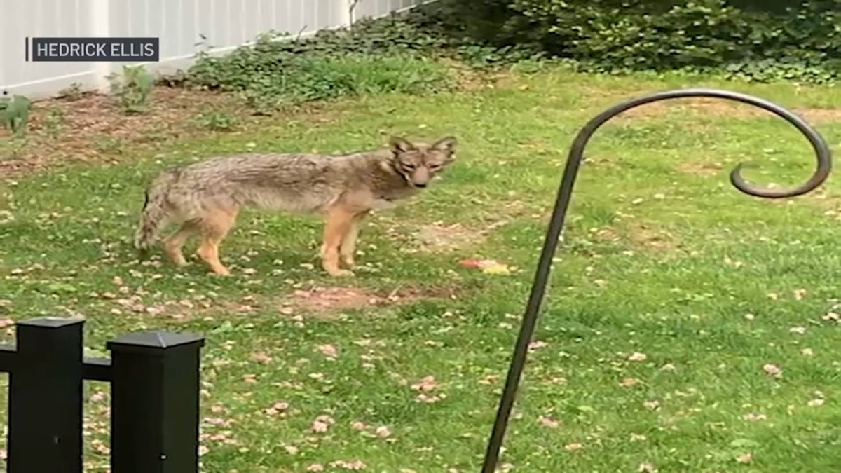 Coyote Bites Young Boy in Arlington – NBC Boston