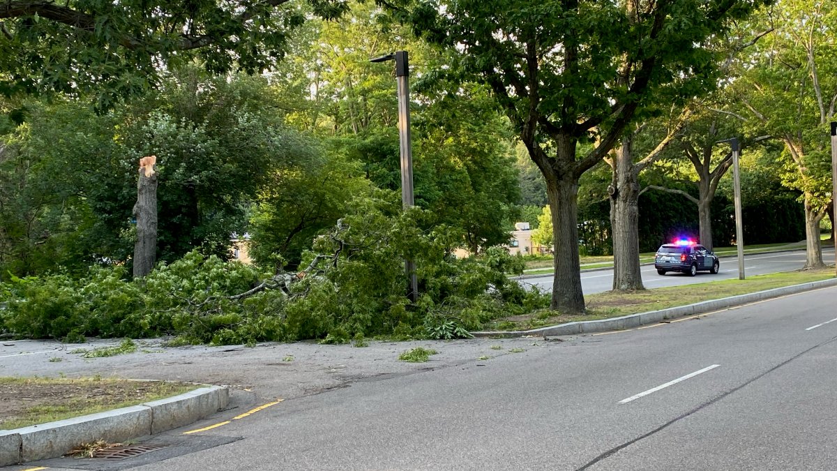 Mass. DCR Tree Survey Finds 2% in ‘Good Condition’ – NBC Boston