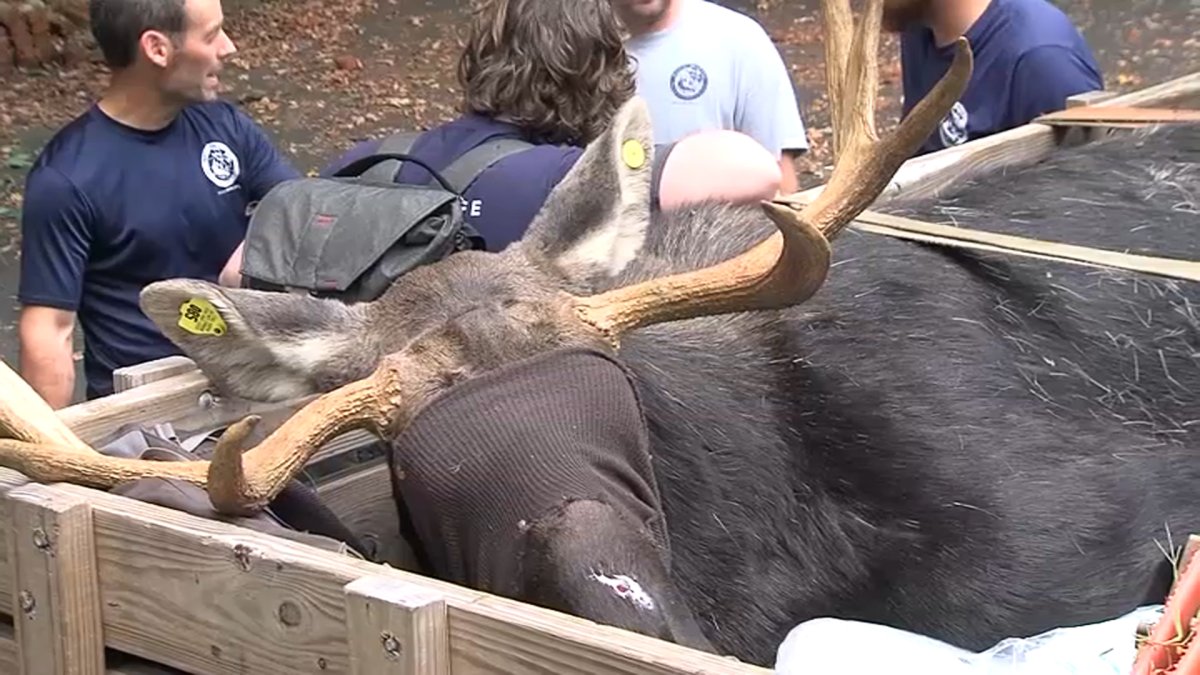 Moose on Loose in Worcester Is Caught After Hitting Car – NBC Boston