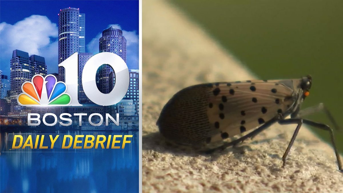 Invasive Bug Discovered in Massachusetts for the First Time – NBC Boston