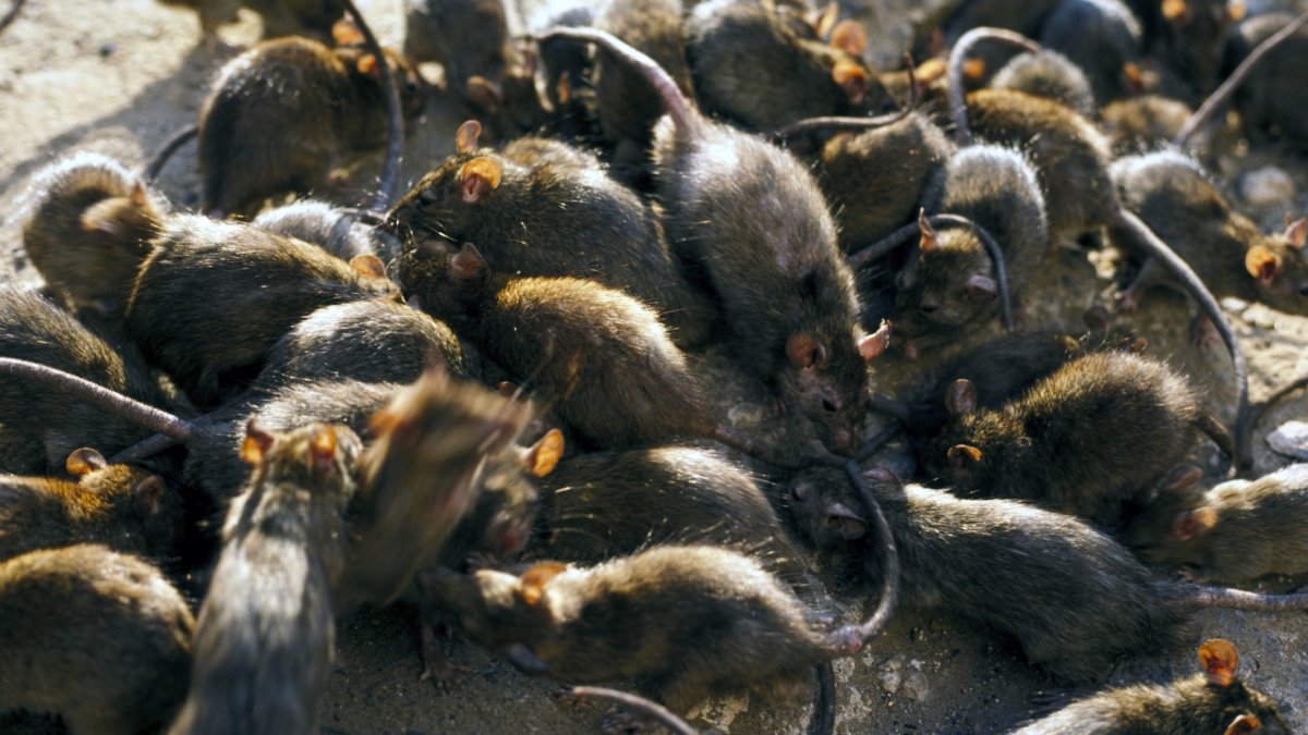 Boston Named 13th ‘Rattiest’ City in U.S., Report Says – NBC Boston