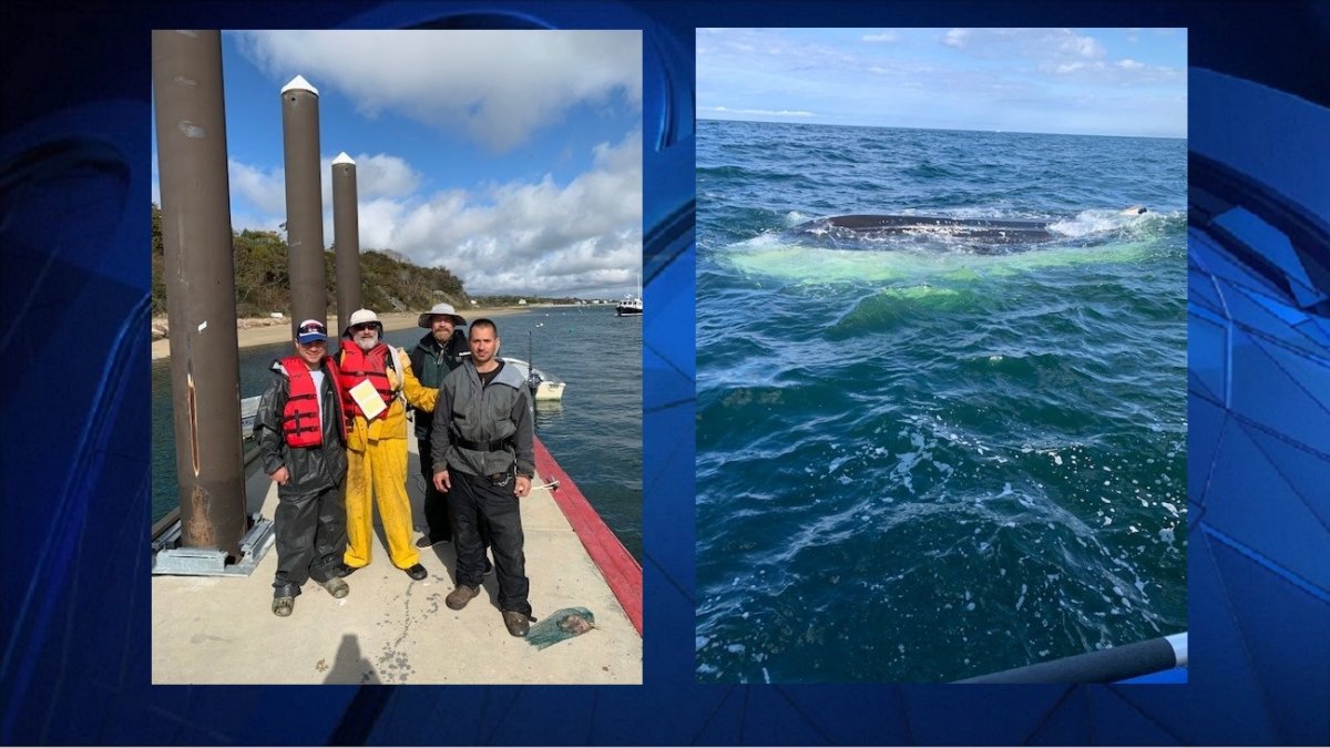 Chatham Boat Rescue: 4 Men, 2 Dogs Saved From Sinking Boat – NBC Boston