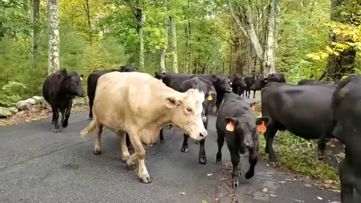 Herd of Cattle Wanders Through Mass. Neighborhood – NBC Boston
