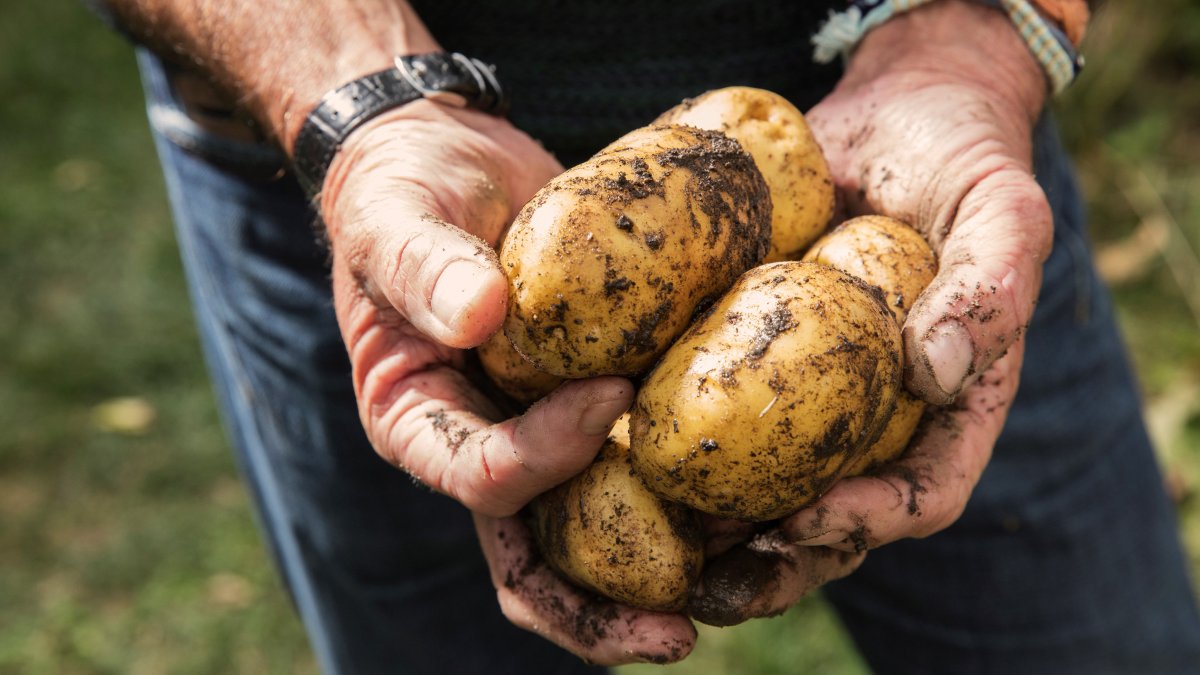 UMaine Develops Climate Change Resistant Potatoes – NBC Boston