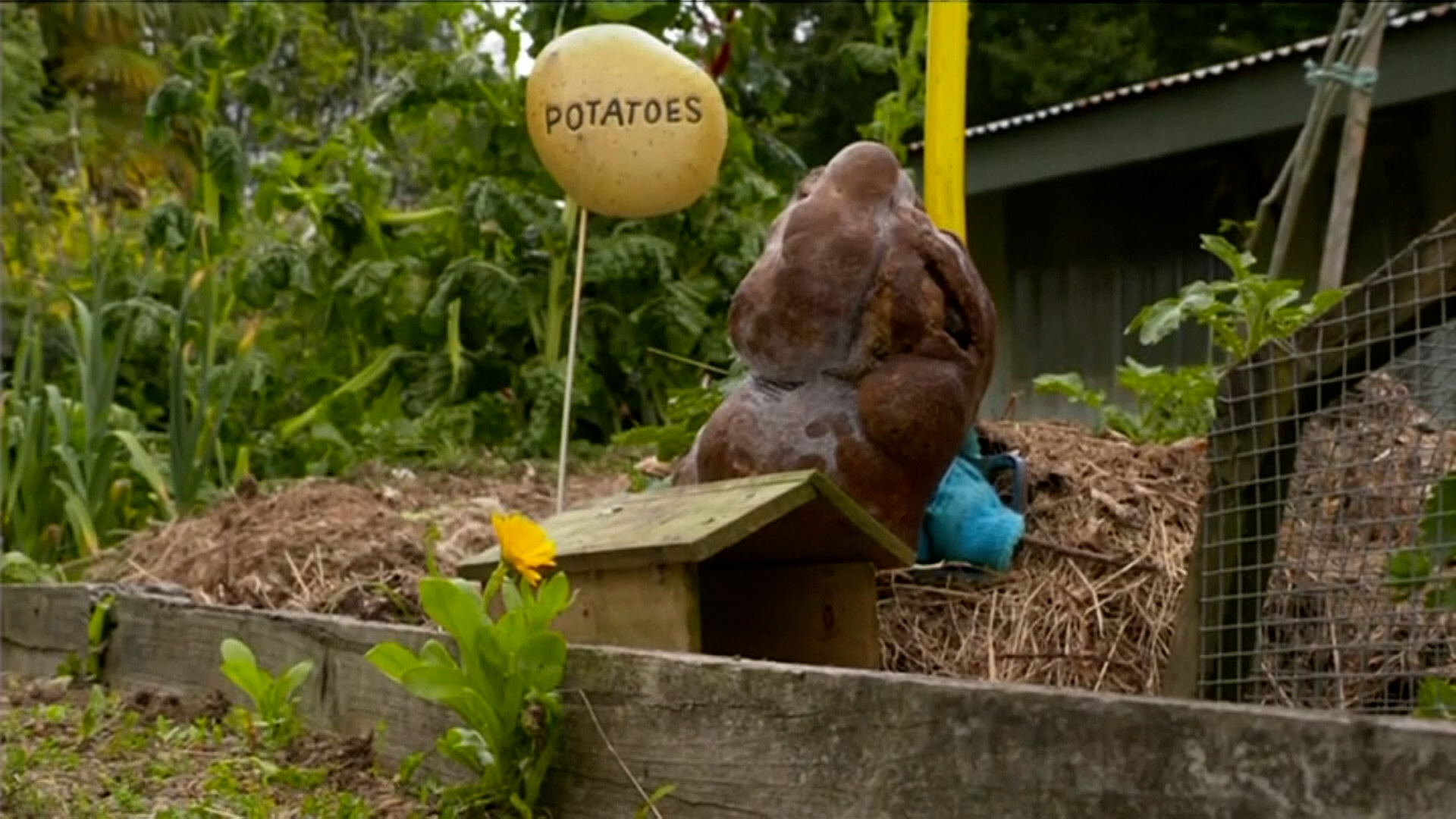 World’s Largest Potato – NBC Boston