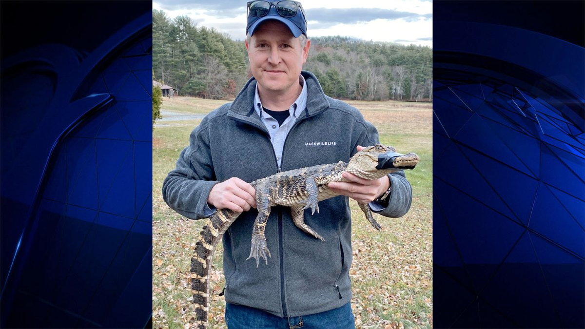 Alligator Caught in Mass. River: Here’s the Story – NBC Boston