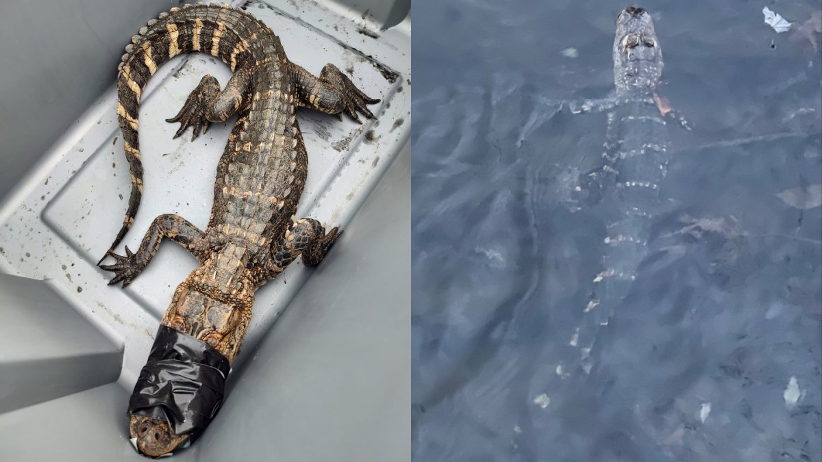 Alligator Captured in a Massachusetts River, Officials Say – NBC Boston