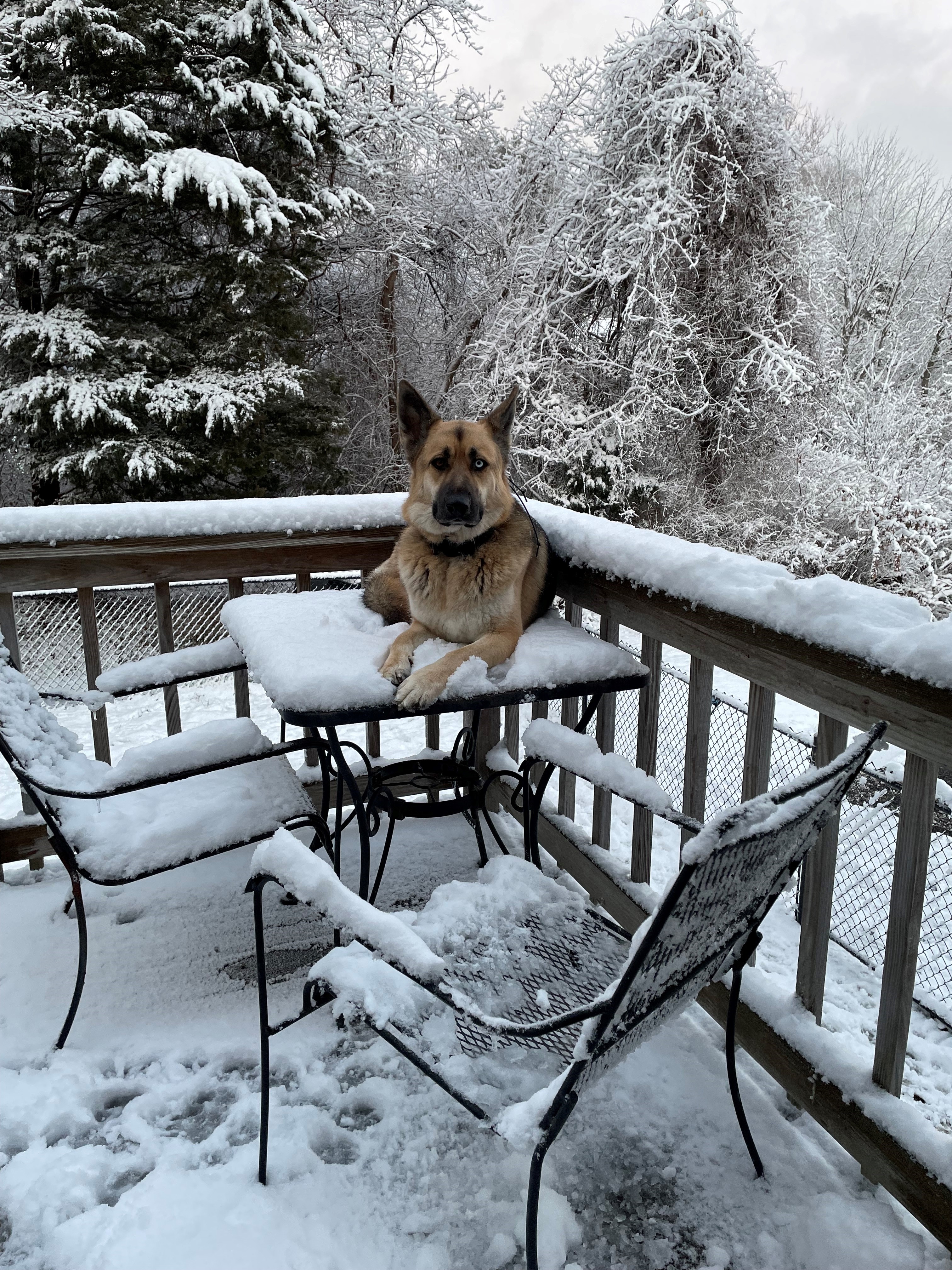 Snow Dogs: Pups Prance in First Major Snowfall of the Year – NBC Boston