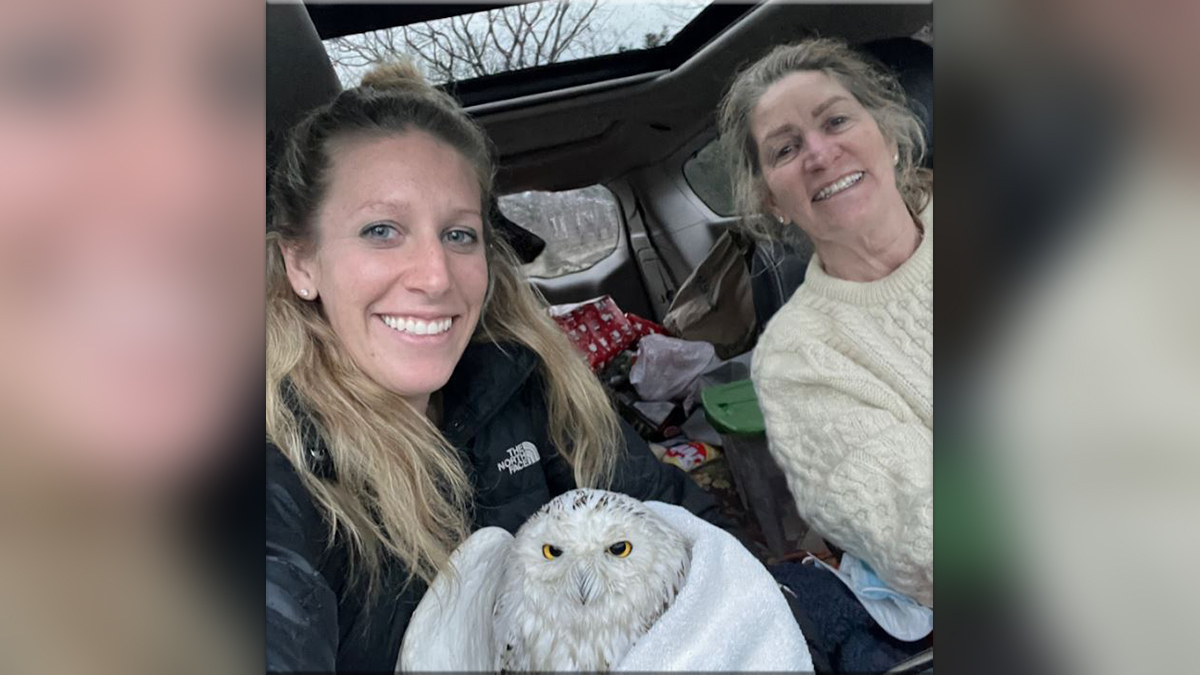 Woman Braves Frigid Waters to Save Struggling Owl on Cape Cod – NBC Boston
