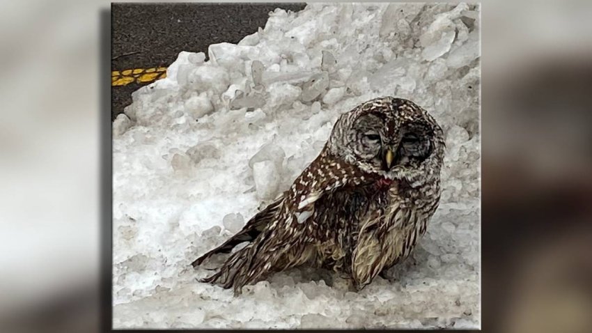 Injured Owl Rescued by Police in Dedham – NBC Boston