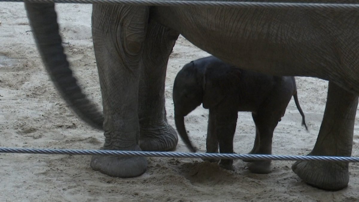 Baby Elephant Born In Omaha, Nebraska Zoo Will Debut on Valentine’s Day ...