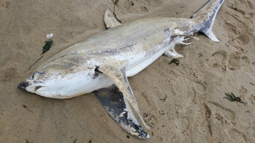 Frozen Shark Washes Ashore on Cape Cod – NBC Boston