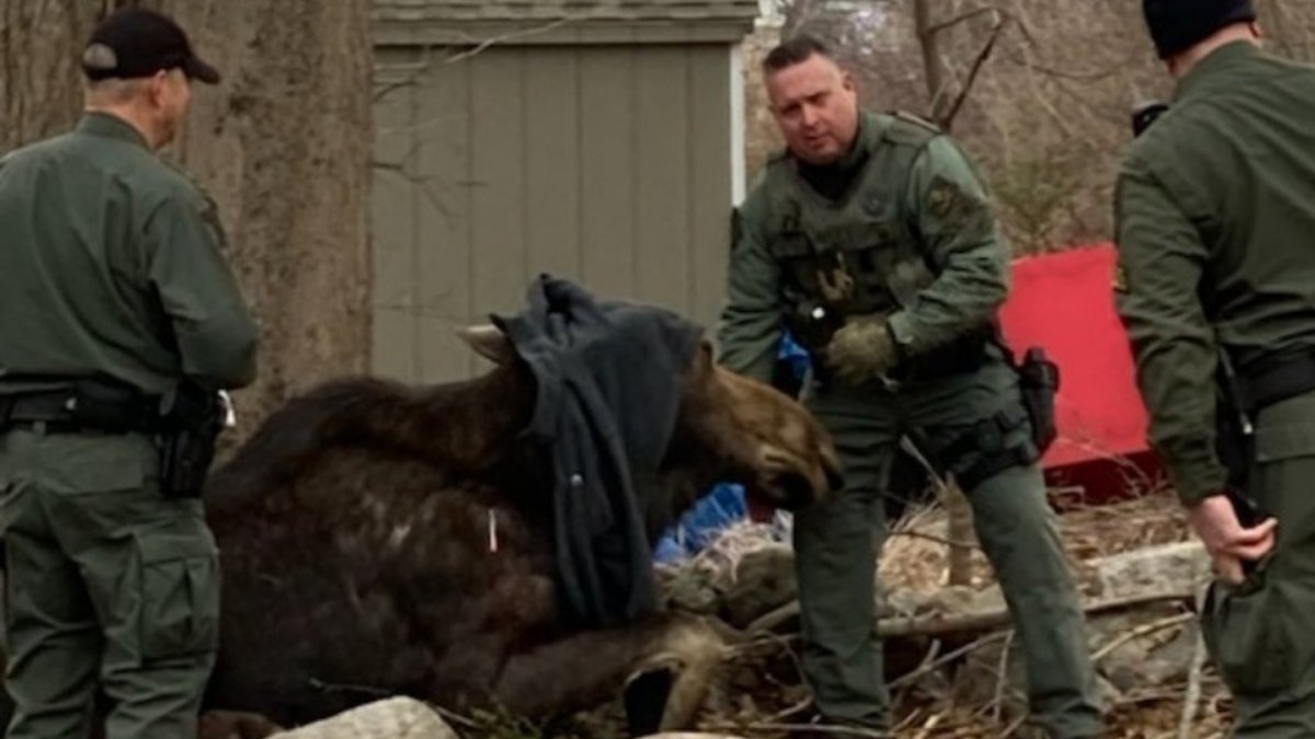 Marlborough MA Moose Captured – NBC Boston