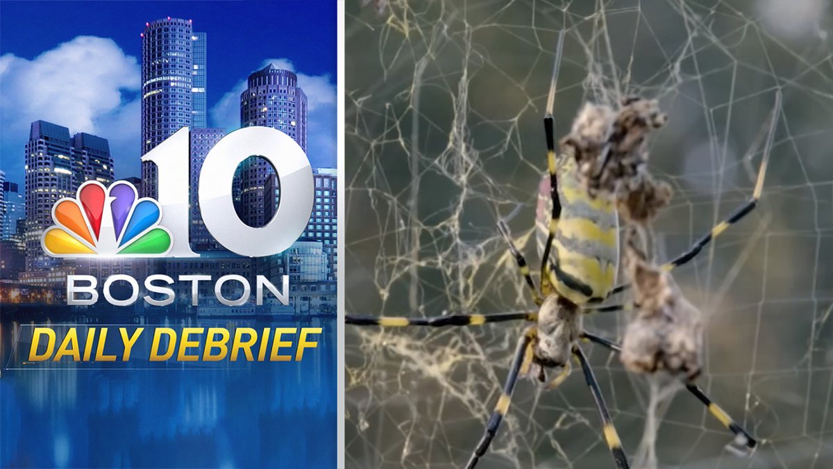 Massive Spiders Crawling Their Way Towards The Northeast – NBC Boston