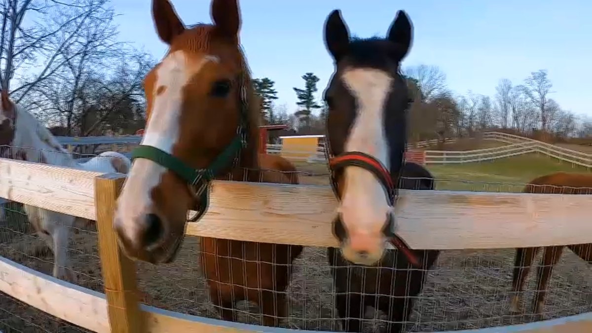 Hundreds of Animals Recently Brought to Nevins Farm in Need of Forever ...