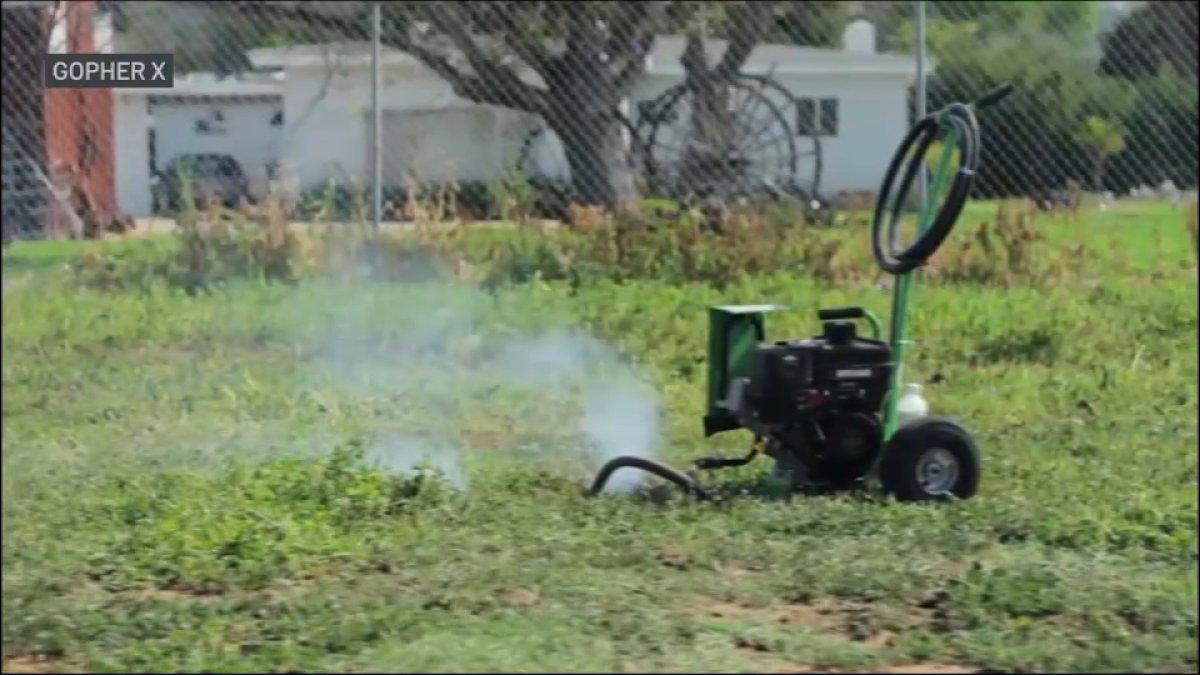 Boston Has New Way to Get Rid of Rats – NBC Boston