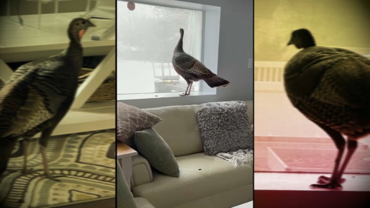 Turkey Trouble: Mass. Woman Shares Shocking Discovery – NBC Boston