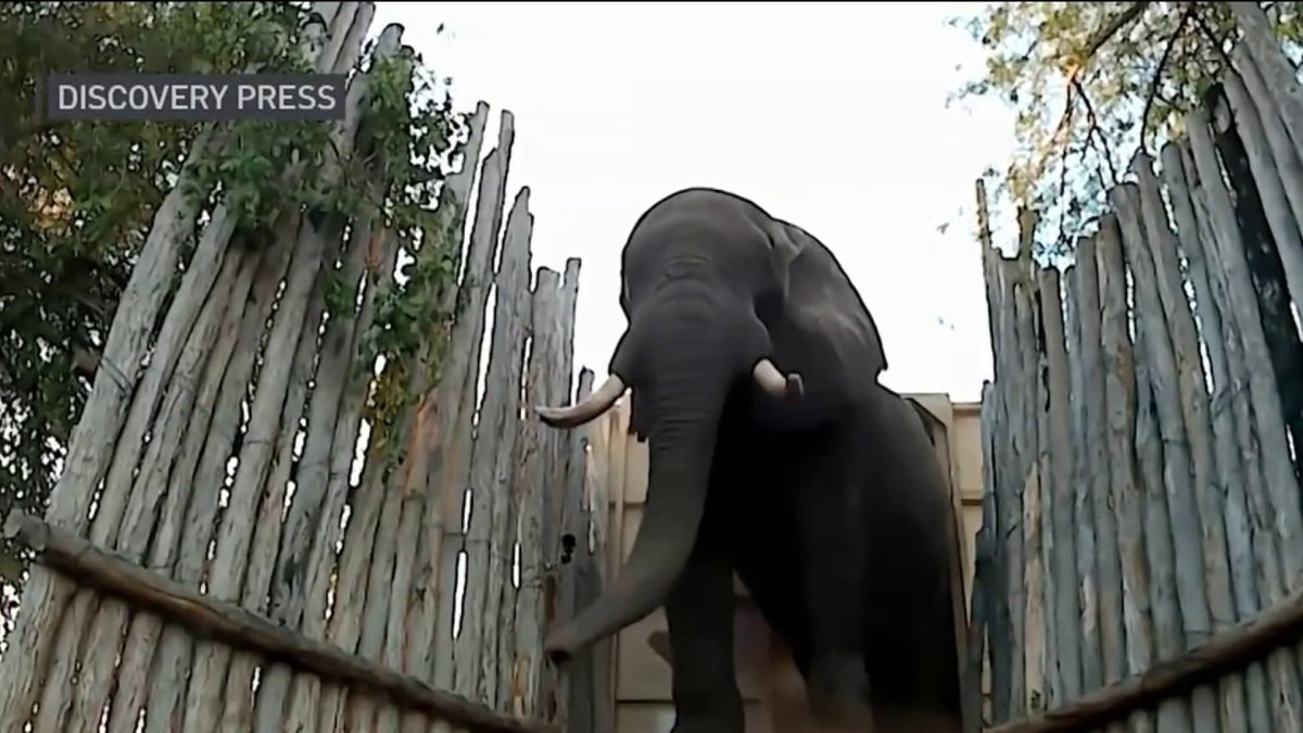 A Mission to Save Endangered Elephants – NBC Boston