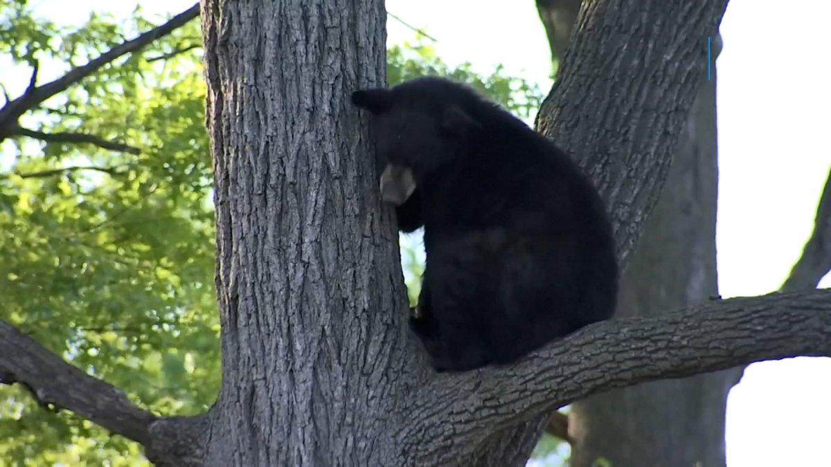 Black Bear Roams Around New Jersey Neighborhood – NBC Boston