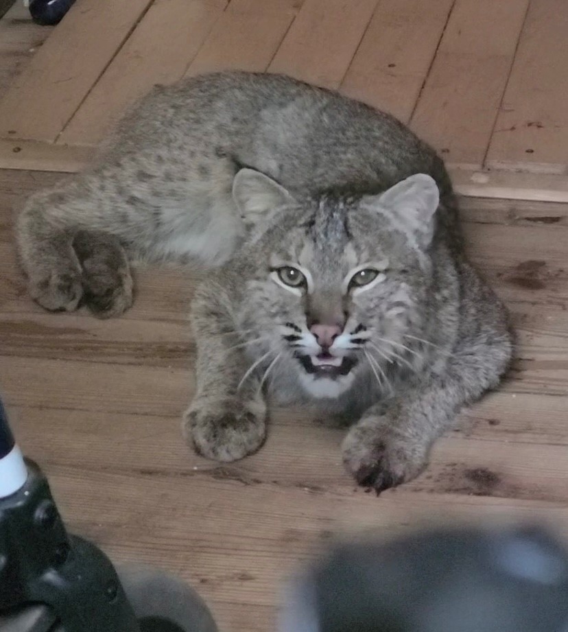 Vermont Bobcat Attack – NBC Boston