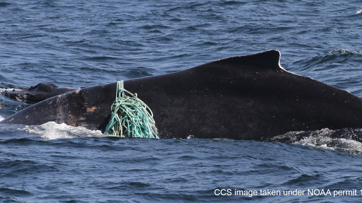 Entangled Humpback Whale Rescued off Chatham, MA – NBC Boston