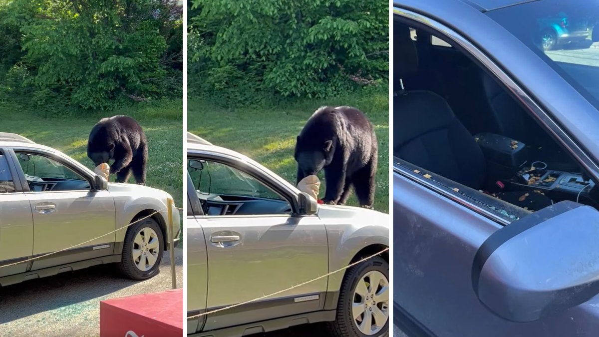 VIDEO: Bear Breaks Into NH Car to Eat McDonalds Leftovers – NBC Boston
