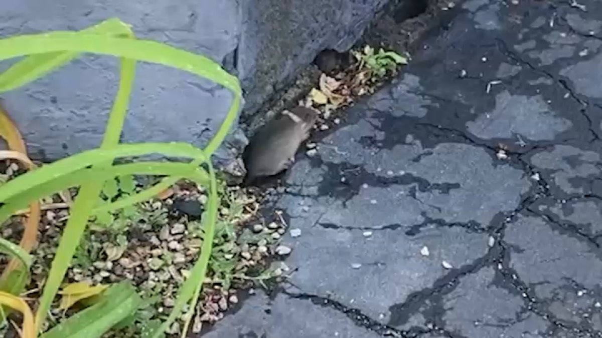 Medford Rats: Residents Want City to Act – NBC Boston