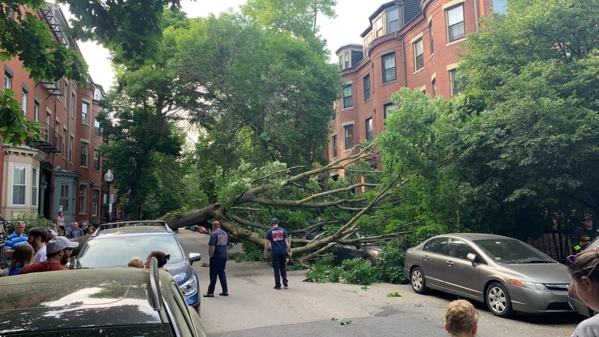 Waltham Street Tree Falls Down – NBC Boston