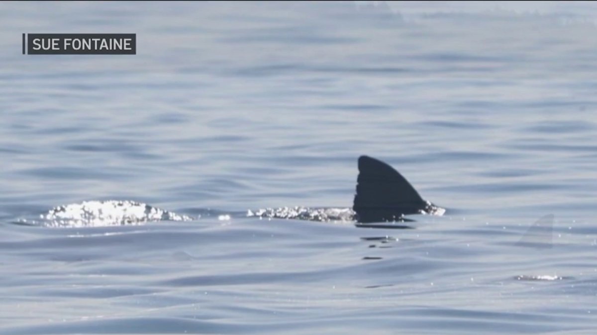 Massachusetts Shark Sightings: Unconfirmed Report at Horseneck Beach ...