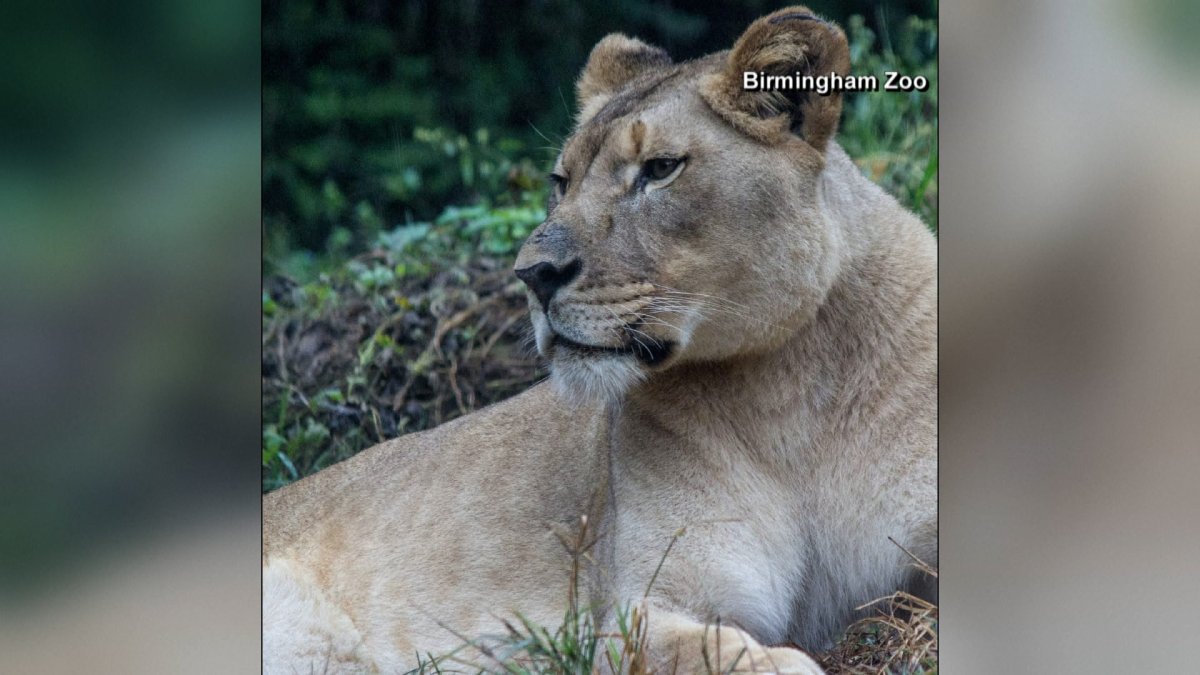 Lioness Mauled to Death By Lion at Alabama Zoo – NBC Boston