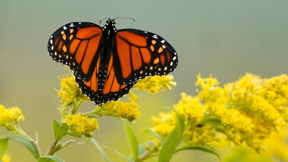 Here’s How You Can Help the Endangered Monarch Butterflies – NBC Boston