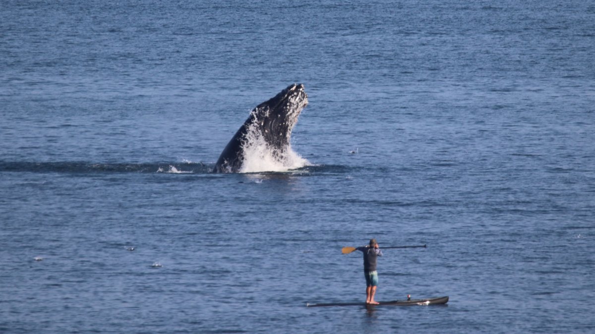 Plymouth Whale Sightings Bring Traffic to Manomet Point – NBC Boston