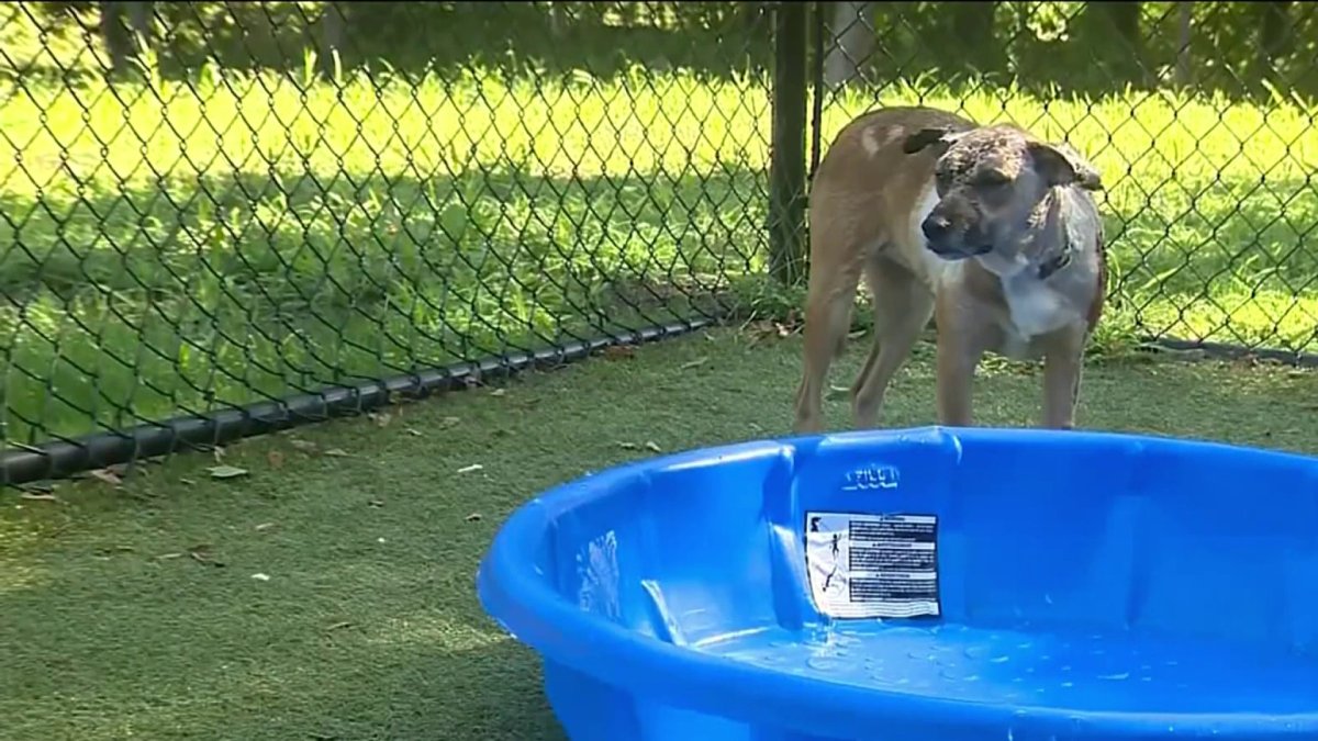 Burned Dog Found Wandering Along Route 1 in Norwood – NBC Boston