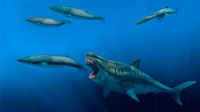 Explaining the Megalodon Shark ‘Sightings’ Off New England Coast – NBC ...