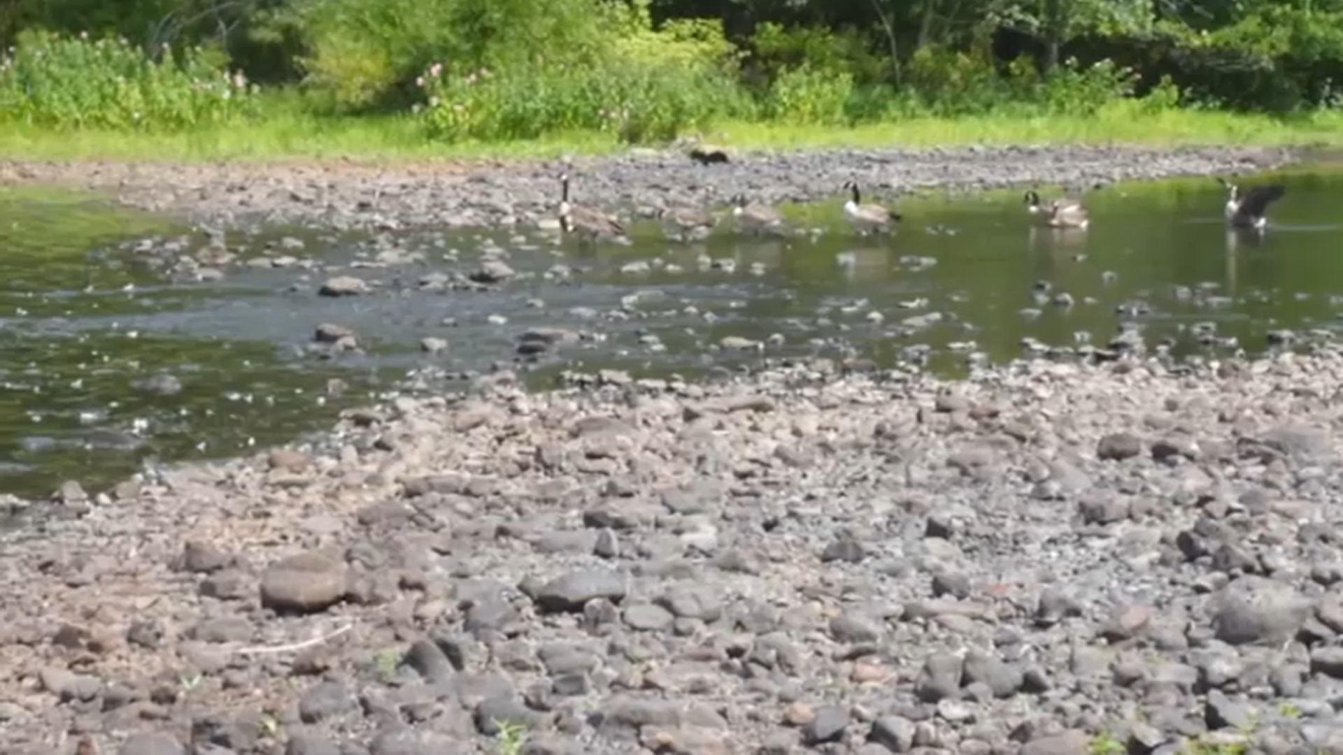 Mass. Drought Has Rivers, Streams at Record Lows – NBC Boston