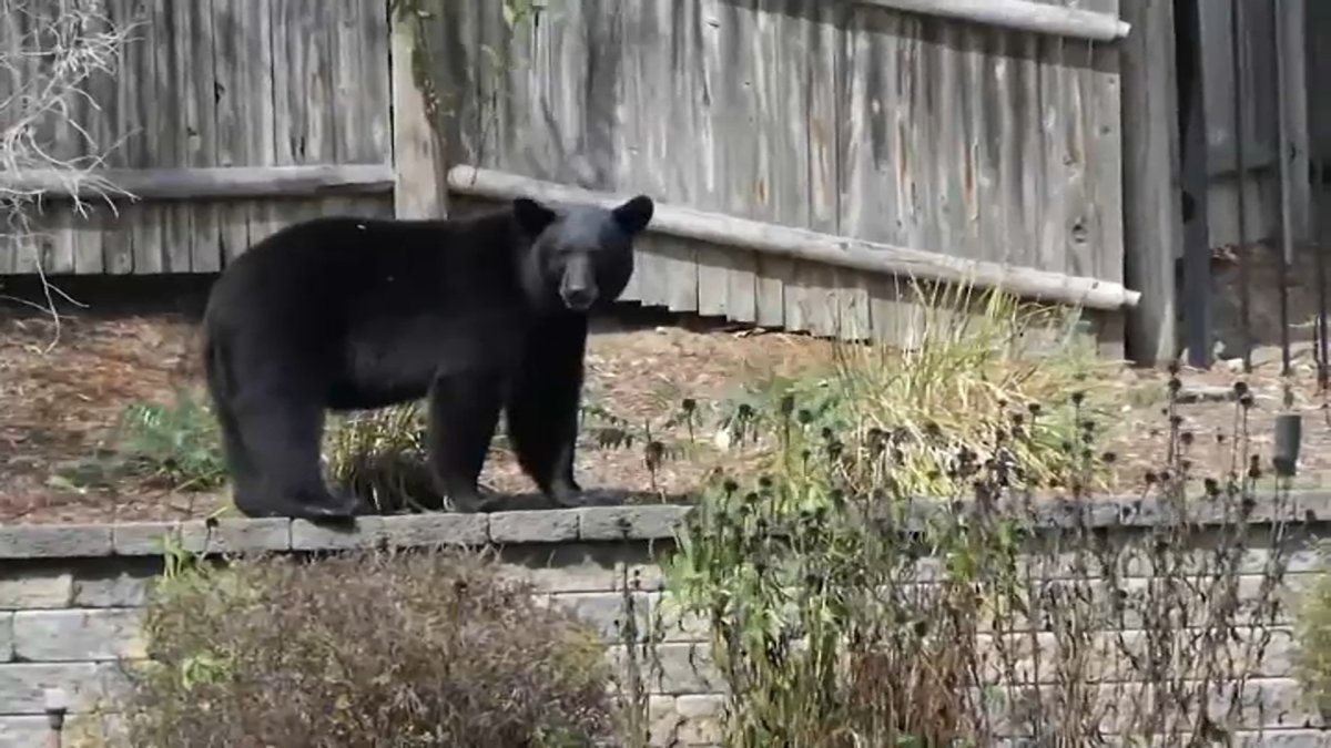 Black Bear Spotted in Middleton, Mass. – NBC Boston