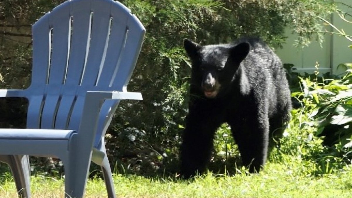 Black Bear Spotted in Middleton, Mass. – NBC Boston