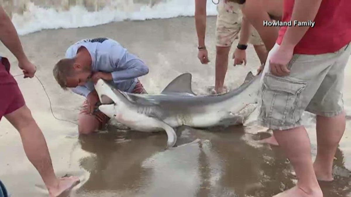 Watch Beachgoers Save Shark – NBC Boston