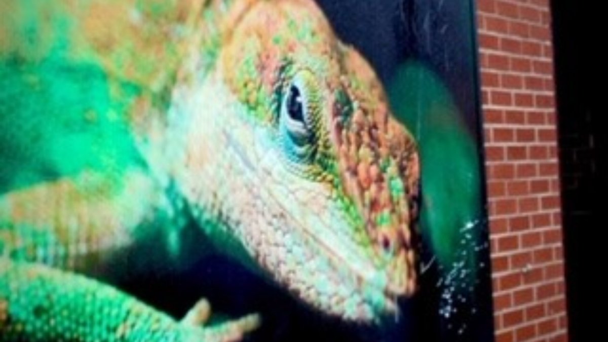 Lizard Lounge in Cambridge Reopening Sept. 30 – NBC Boston