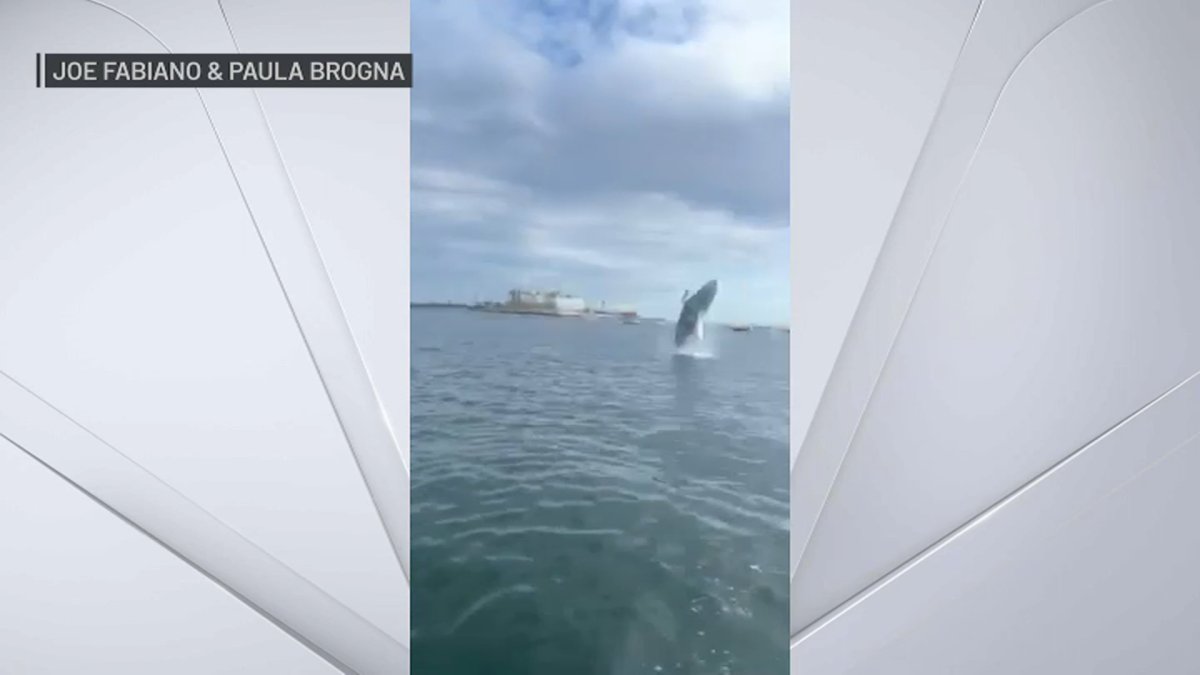 Whale in Boston Harbor: Humpback Spotted Between Deer Island, Long ...