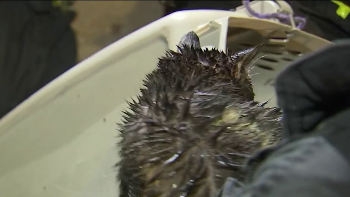 Firefighters Rescue Cats From Burning Apartment Building – NBC Boston